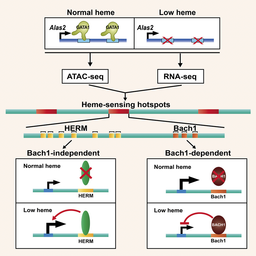 Discovering How Heme Controls Genome Function Through Heme-omics. Cell ...